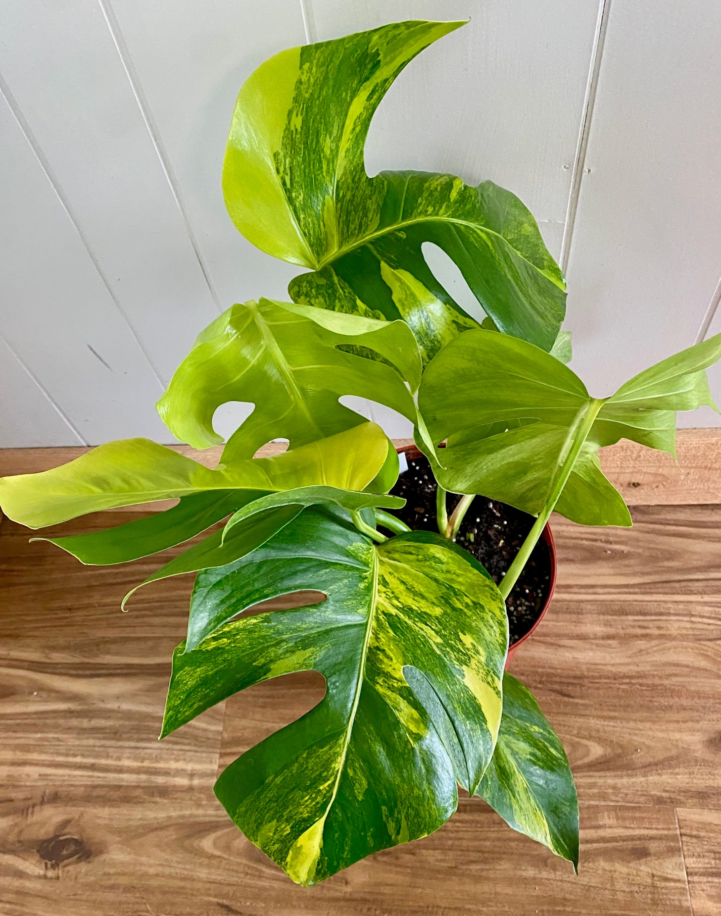 Monstera "Aurea" | The Green Crow Plants