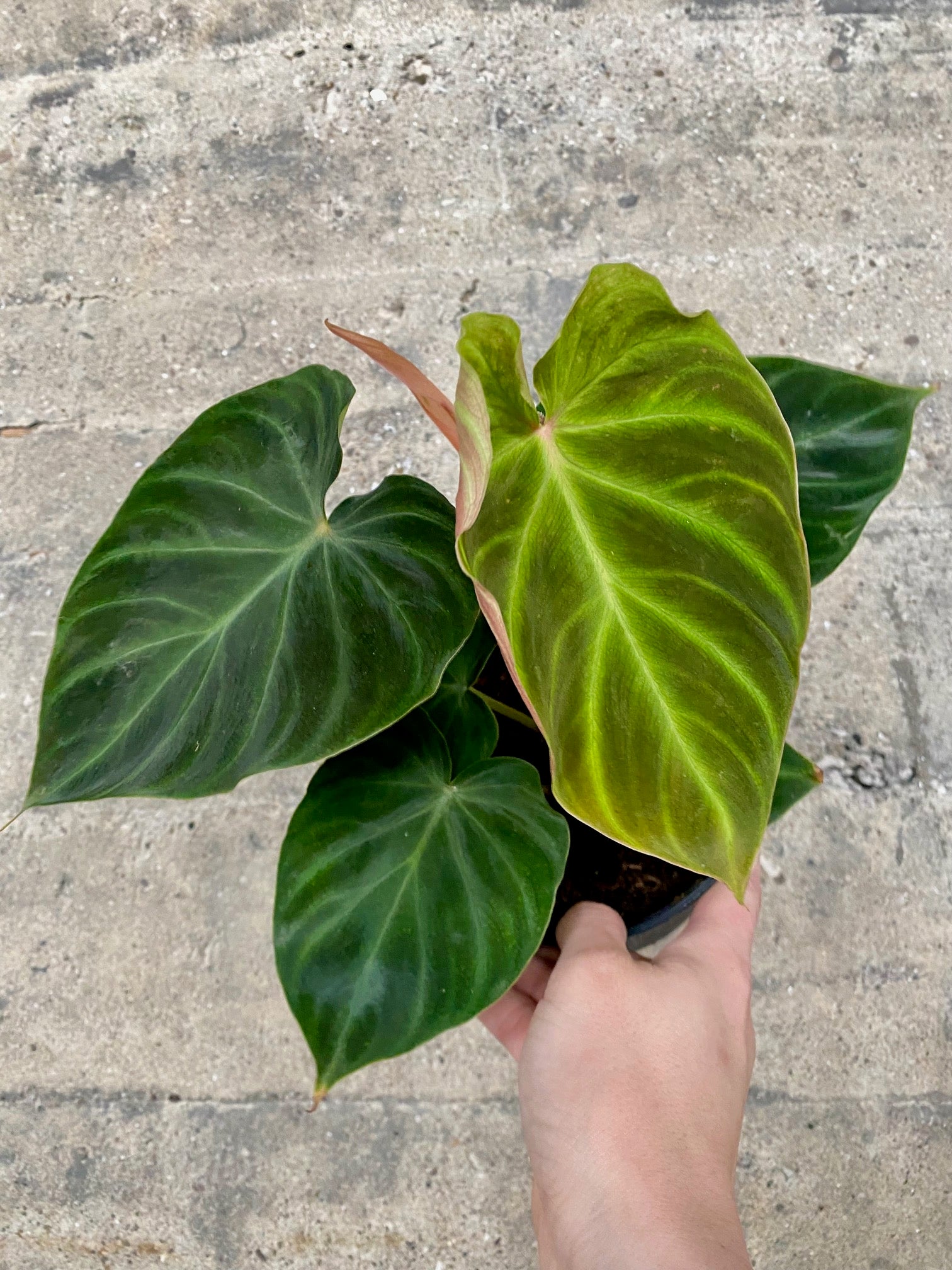 Philodendron "Verrucosum" | The Green Crow Plants