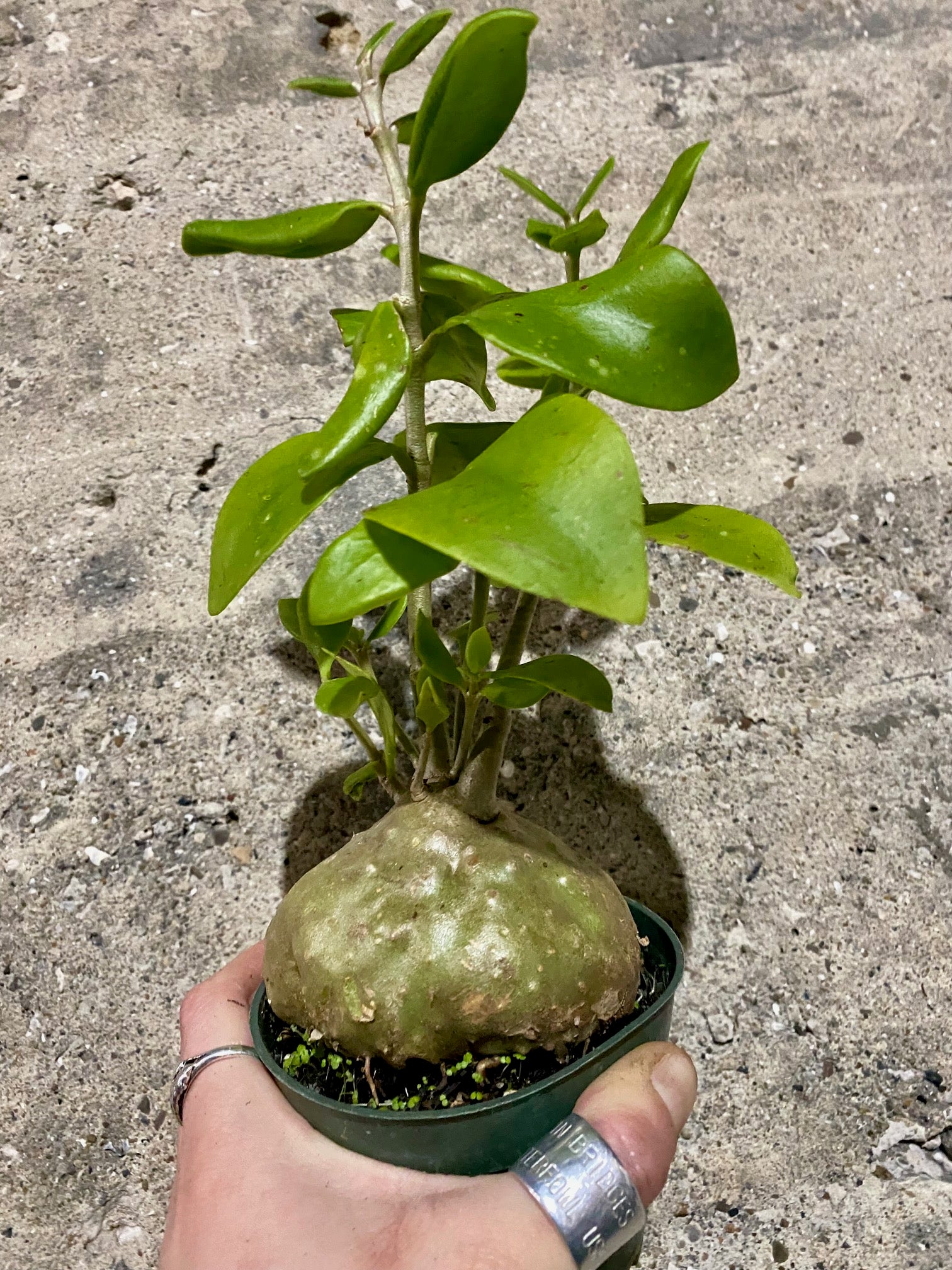 Ant Plant | The Green Crow Plants