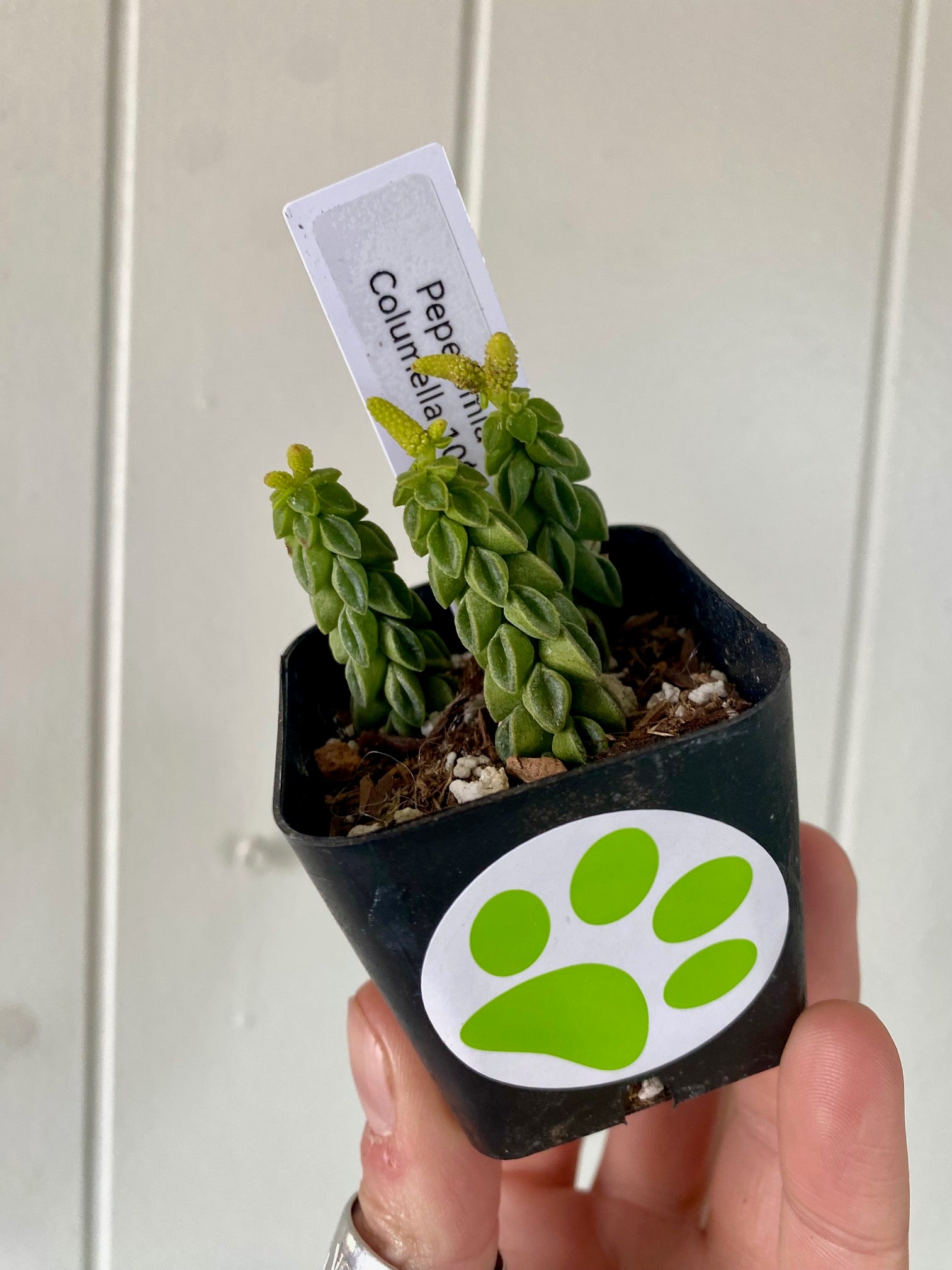 Peperomia "Columella" | The Green Crow Plants
