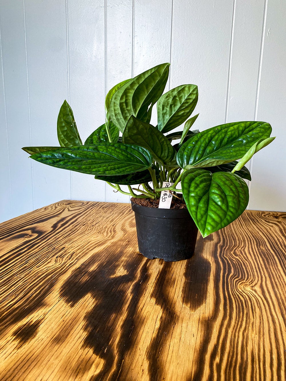 Monstera "Peru" | The Green Crow Plants