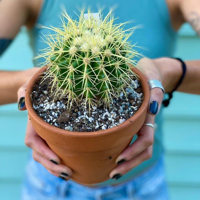 Plants | The Green Crow Plants