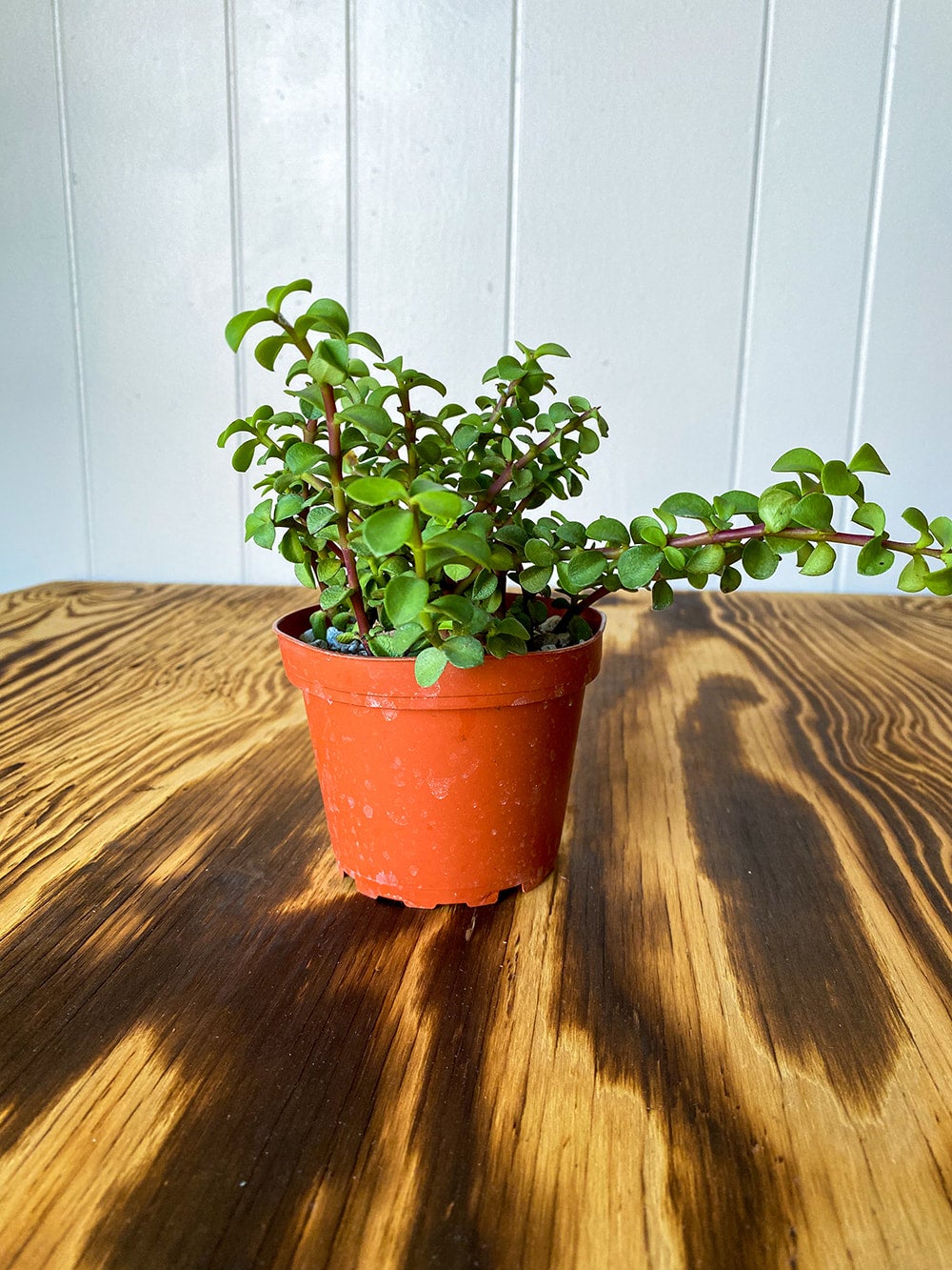 Elephant Bush | The Green Crow Plants