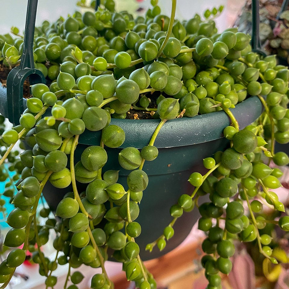 String of Pearls | The Green Crow Plants