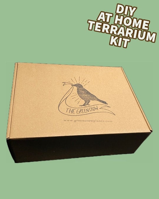 DIY Build Your Own Terrarium Kit | The Green Crow Plants