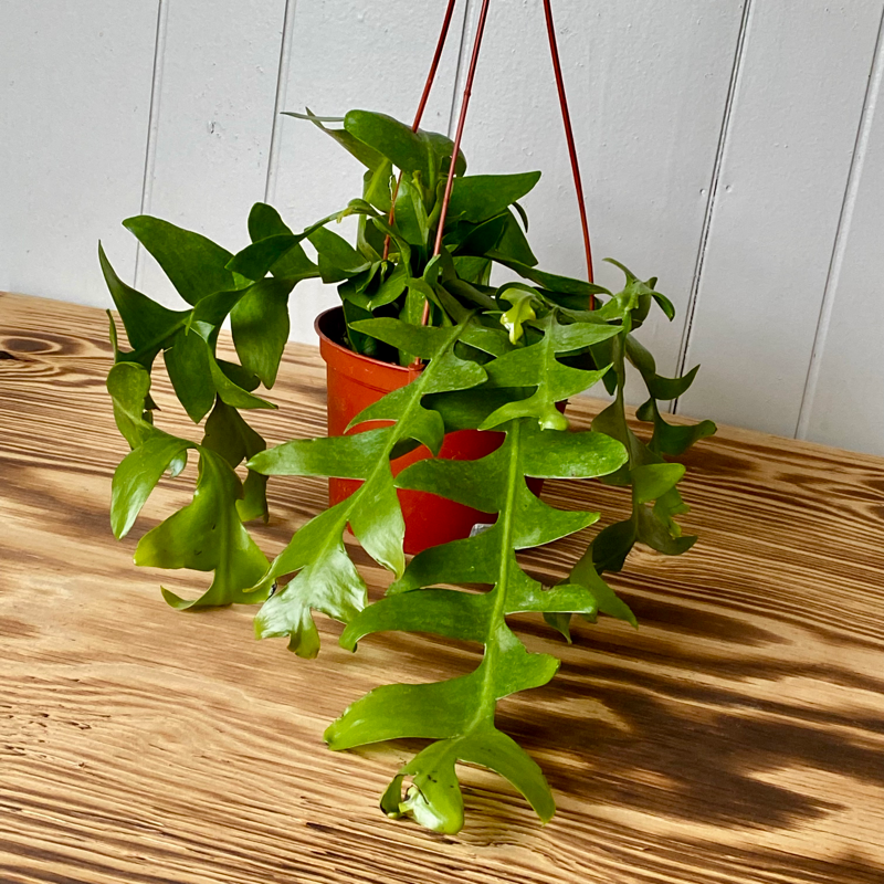 Shark Tooth Orchid Cactus | The Green Crow Plants