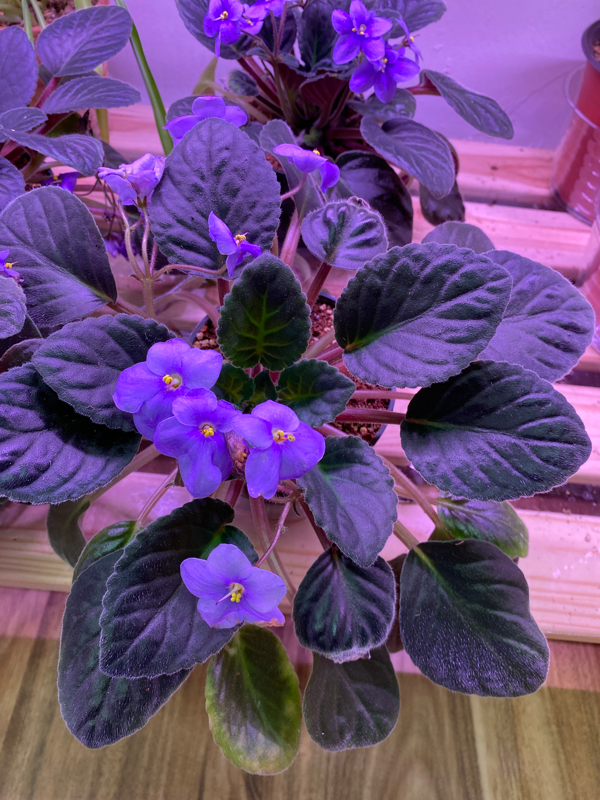 African Violet | The Green Crow Plants