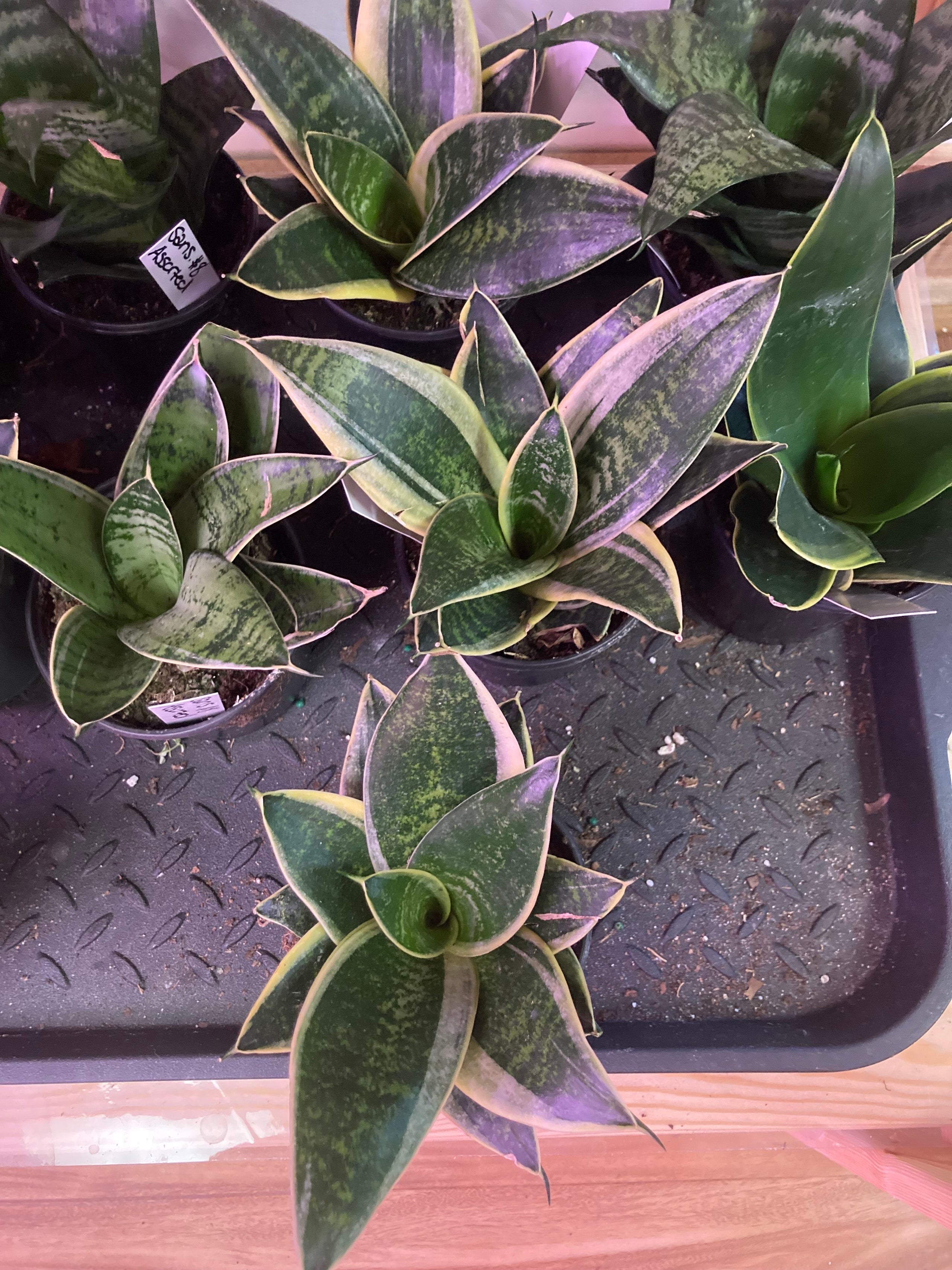 Snake Plant "Assorted" | The Green Crow Plants