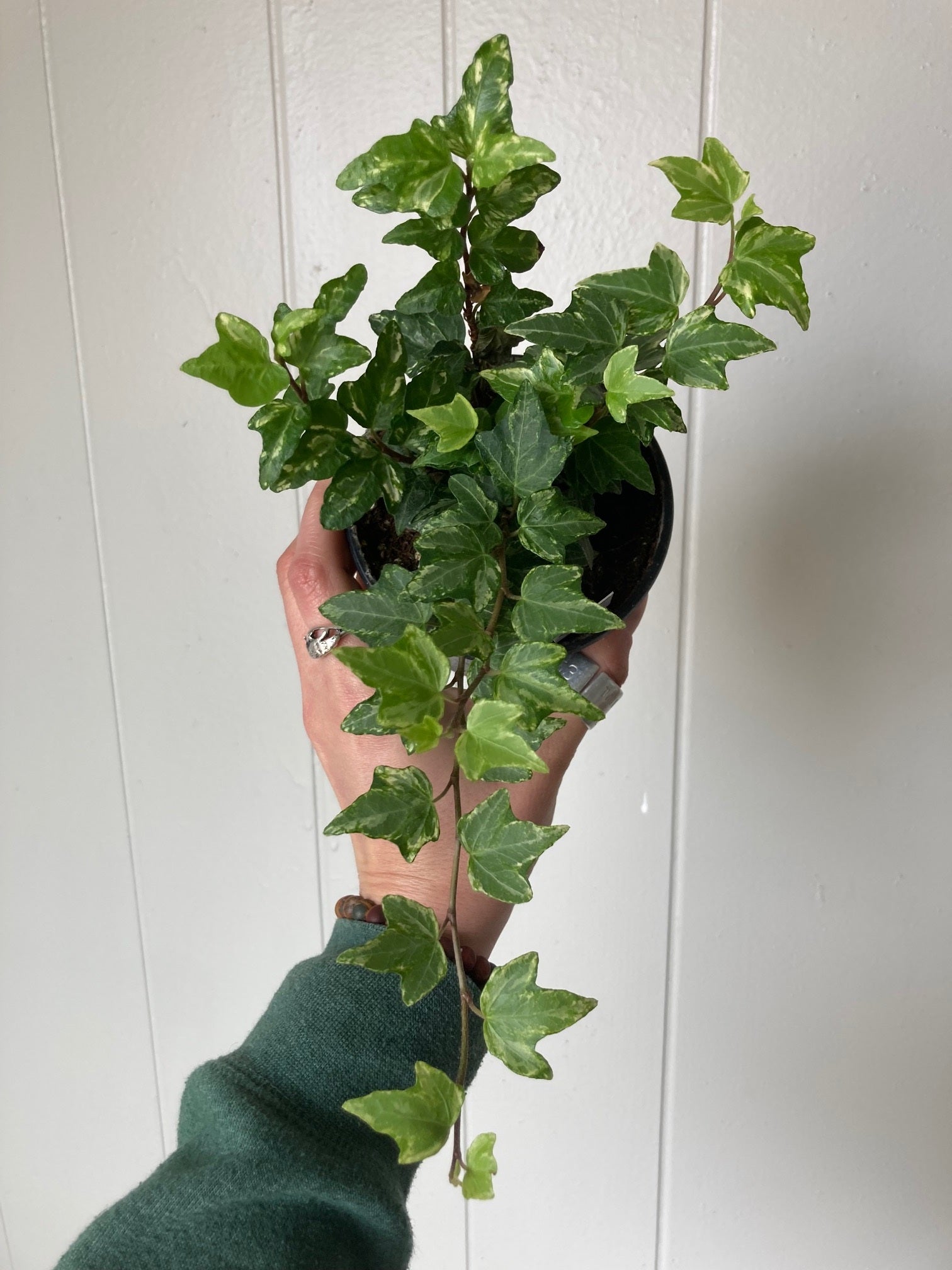 Ivy | The Green Crow Plants