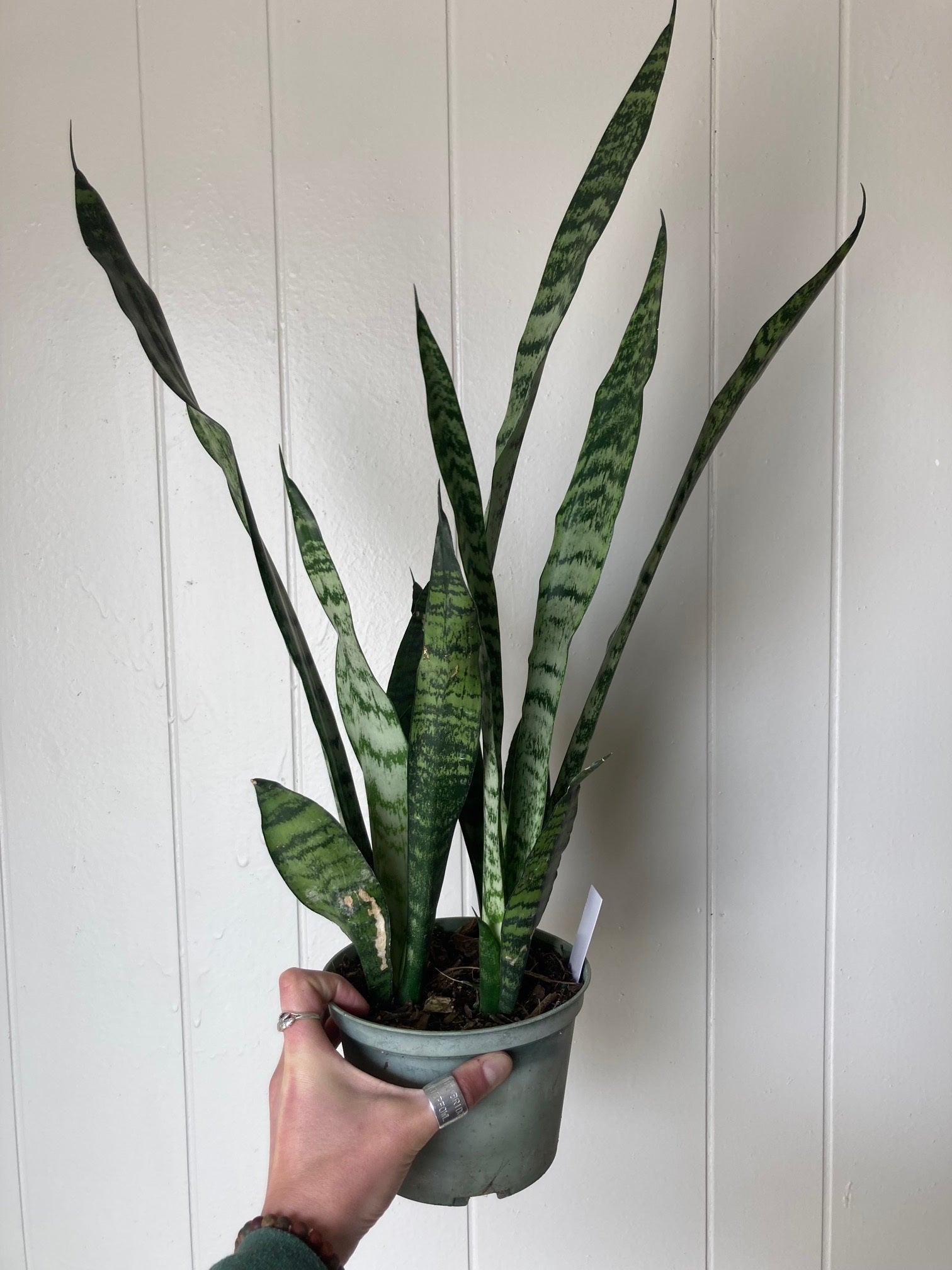 Snake Plant "Zeylanica" | The Green Crow Plants
