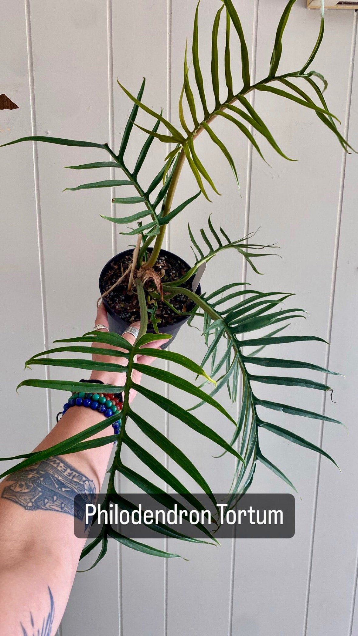 Philodendron "Tortum” | The Green Crow Plants