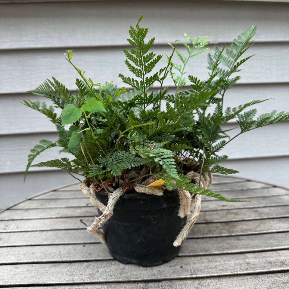 Rabbit Foot Fern | The Green Crow Plants