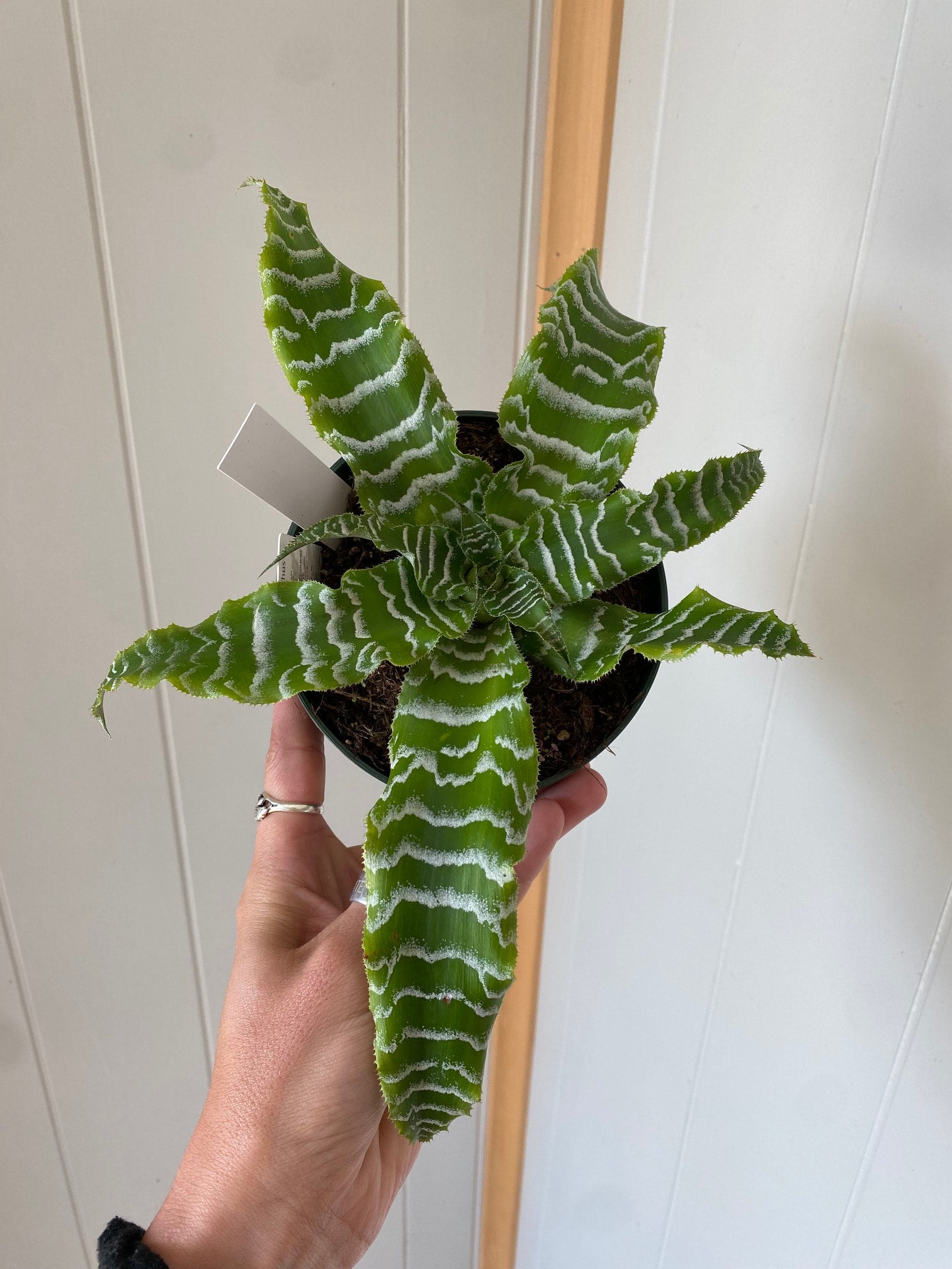 Cryptanthus "Betty" | The Green Crow Plants