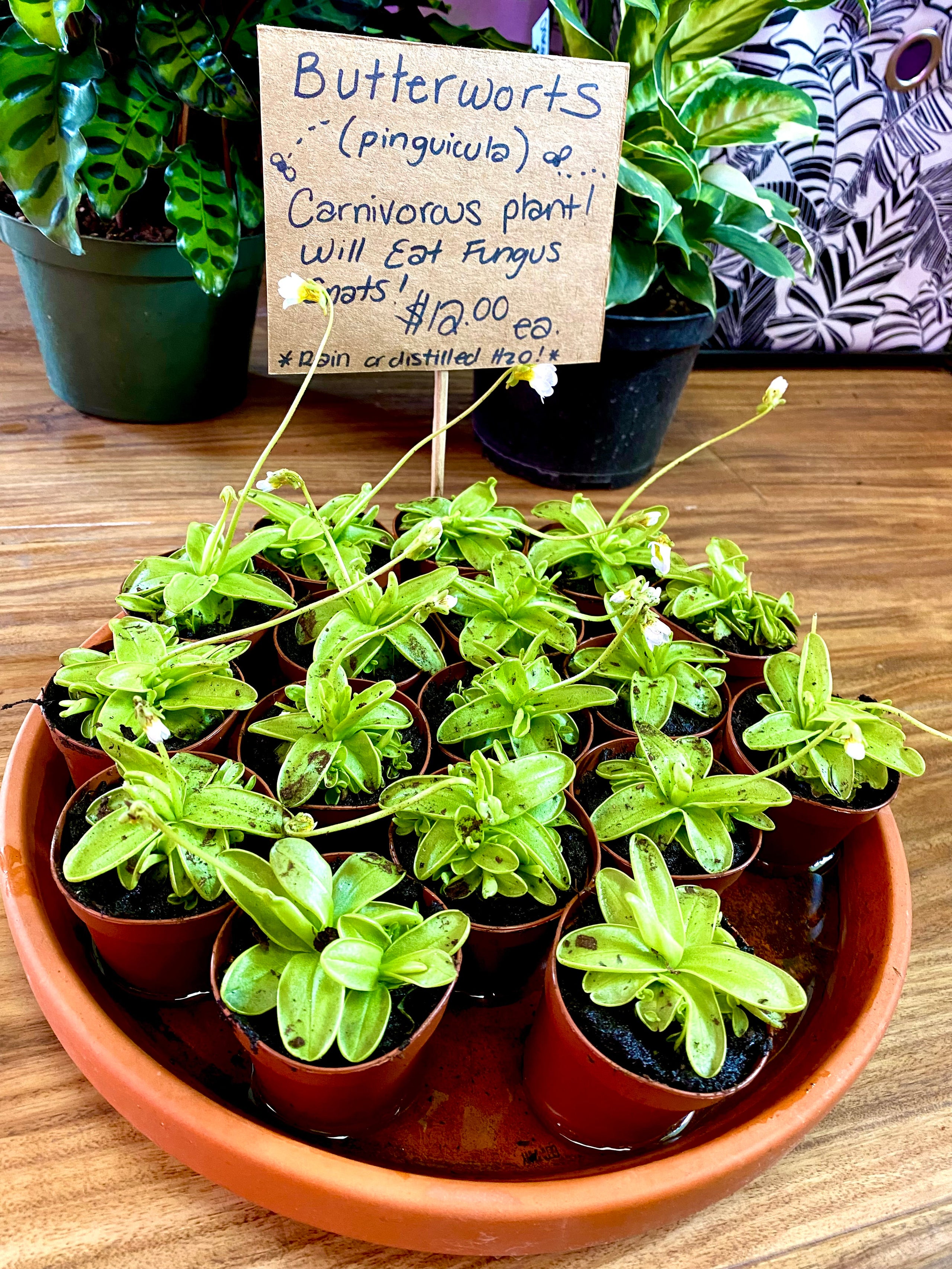 Butterwort | The Green Crow Plants