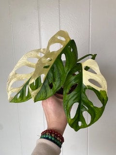 Monstera Adansonii “Tri Color” | The Green Crow Plants