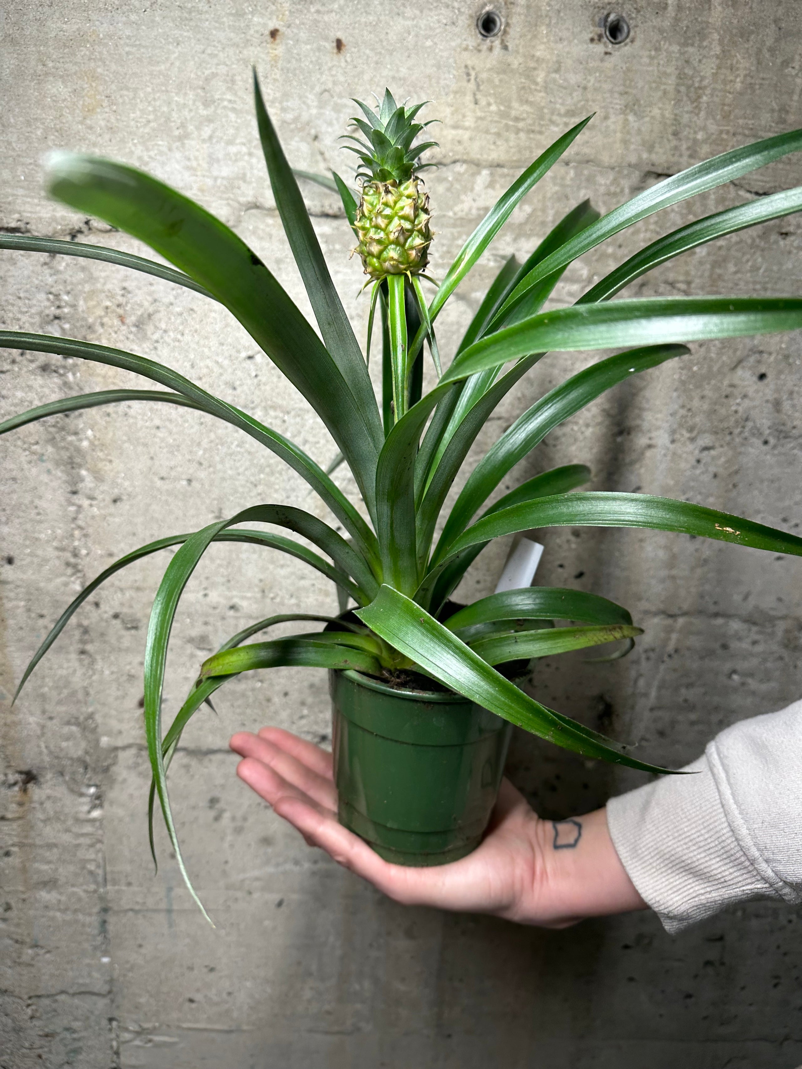 Pineapple Plant | The Green Crow Plants