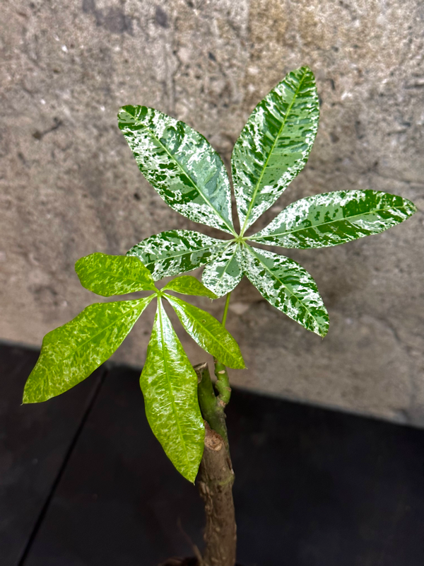 Variegated Money Tree | The Green Crow Plants