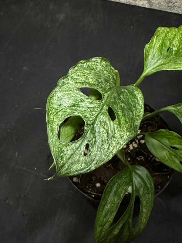 Adansonii "Mint" | The Green Crow Plants