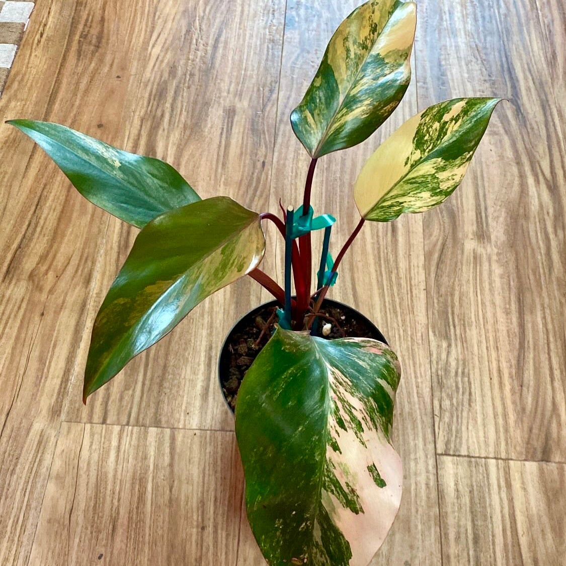 Philodendron Strawberry Shake | The Green Crow Plants