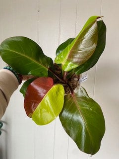 Philodendron "Yellow Flame" | The Green Crow Plants