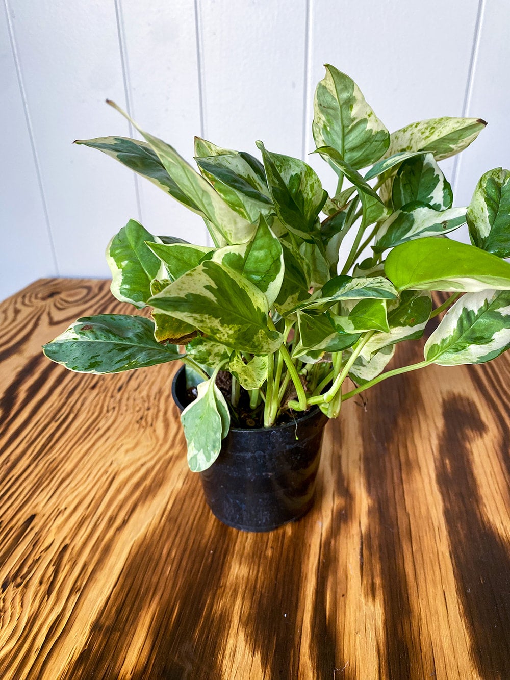Pothos "N'Joy" | The Green Crow Plants