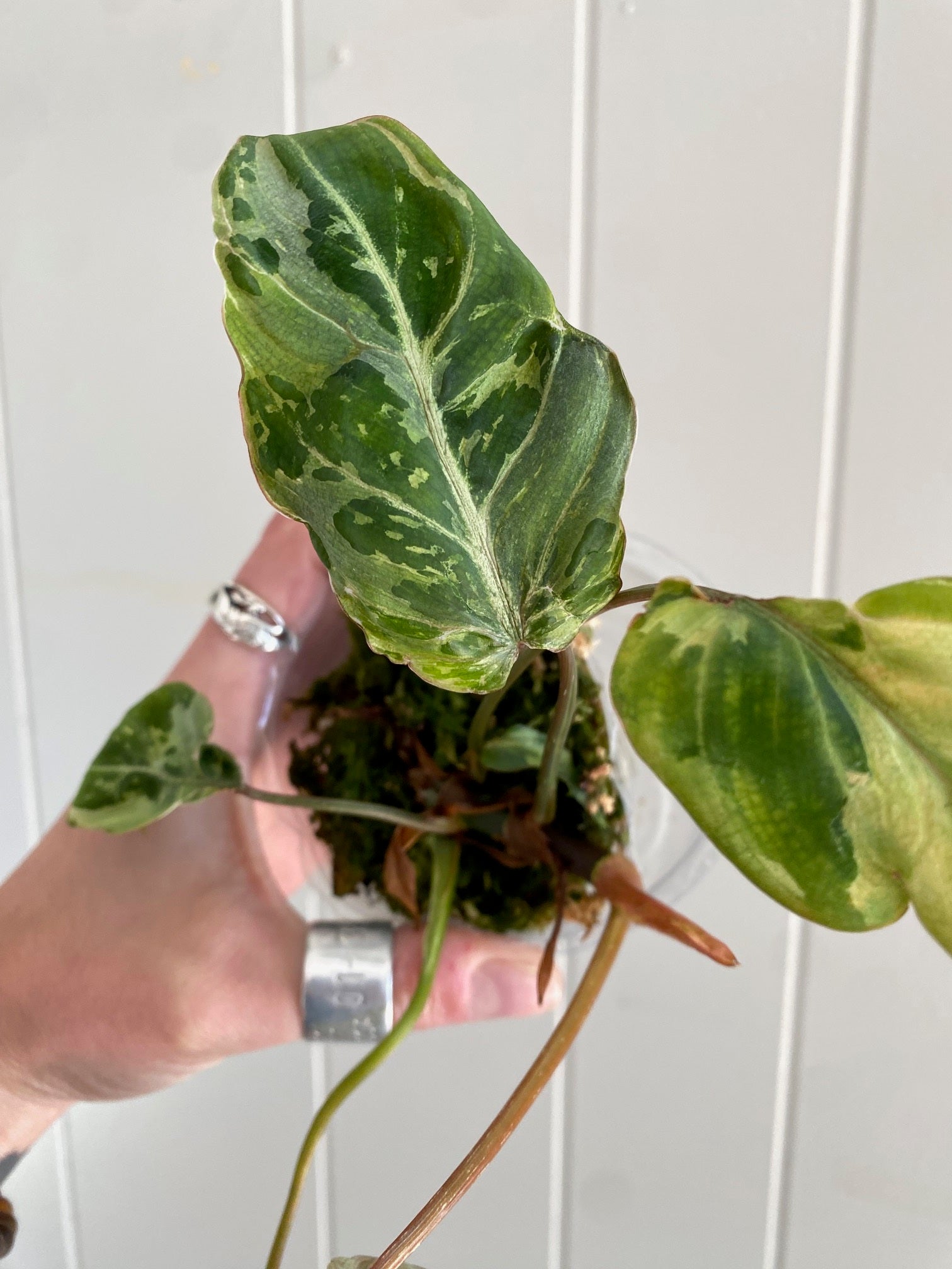 Philodendron Philodendron