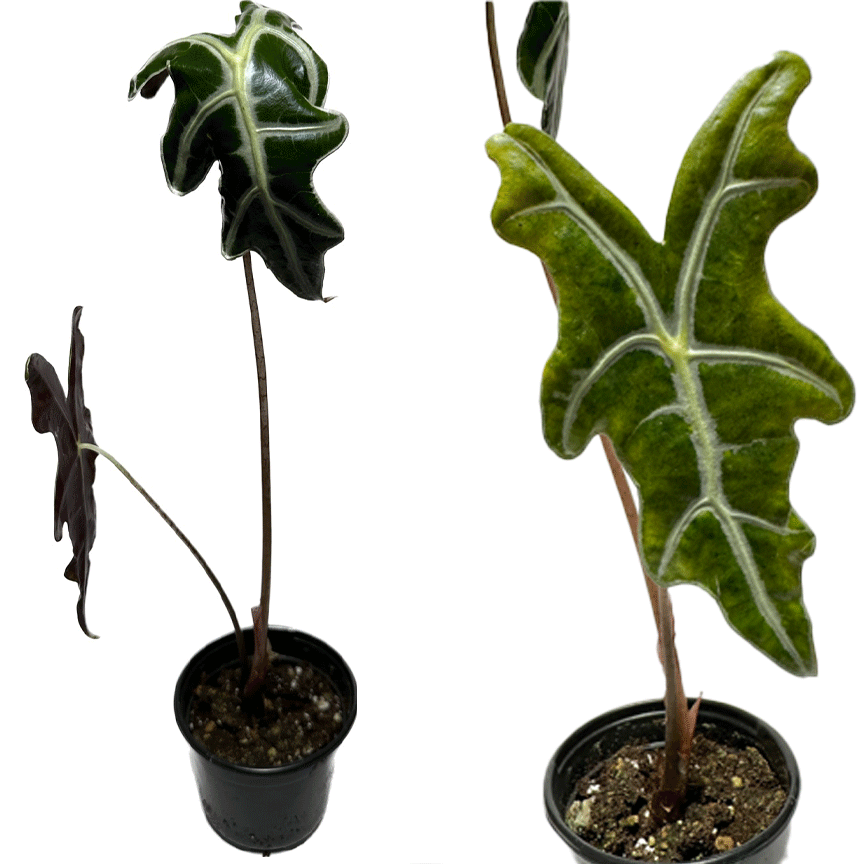 Alocasia Sanderiana ‘Nobilis’ | The Green Crow Plants