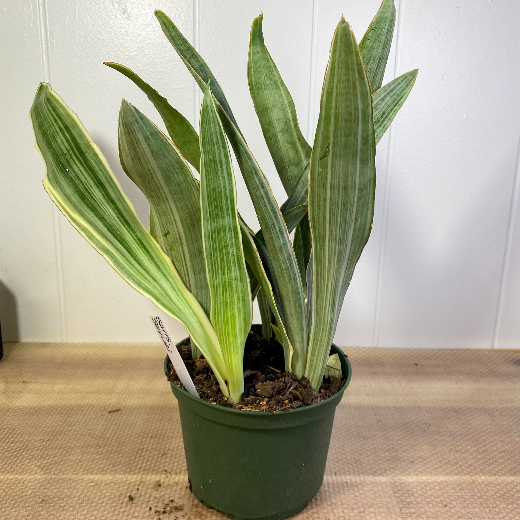 Snake Plant "Sayuri" | The Green Crow Plants