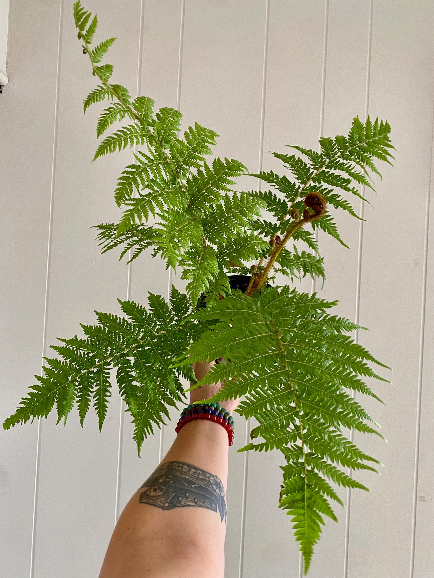 Fern "Australian Tree Fern" | The Green Crow Plants