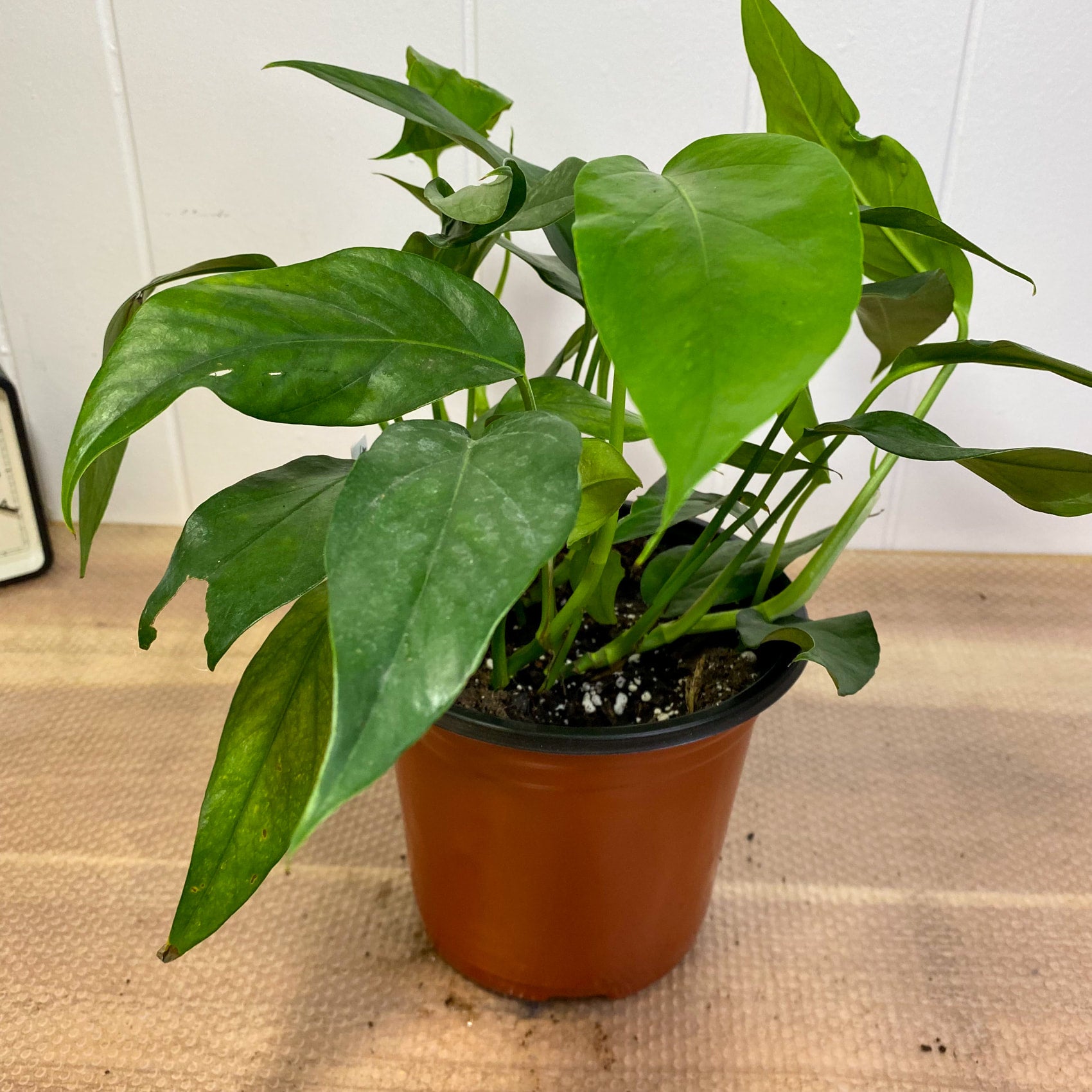 Epipremnum "Baltic Blue" | The Green Crow Plants