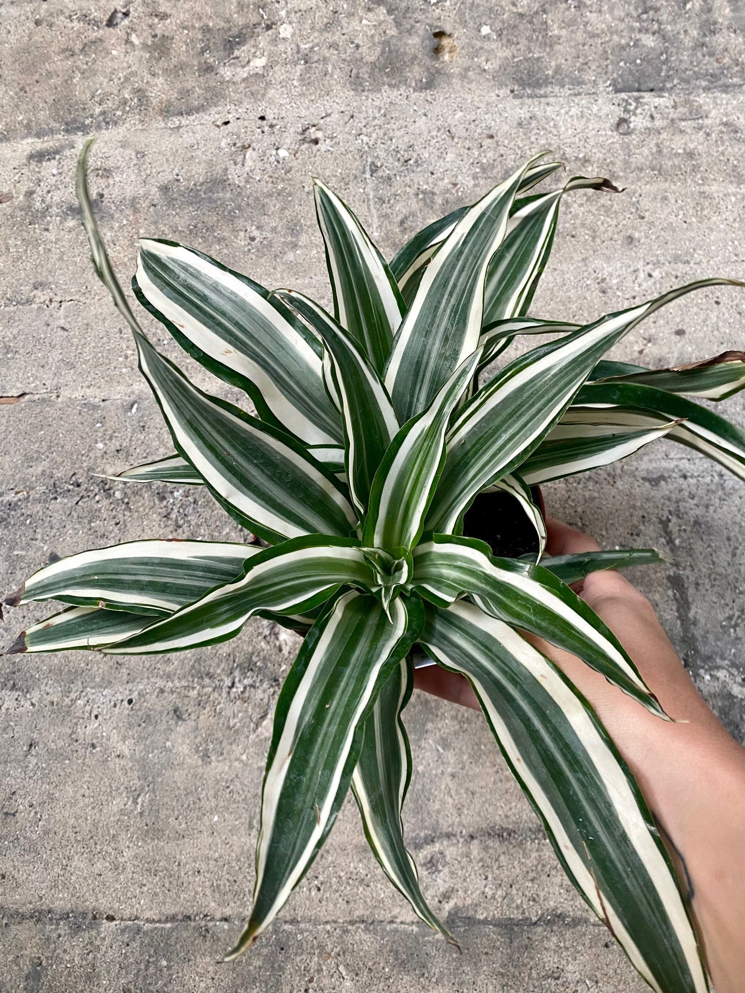 Dracaena "White Jewel" | The Green Crow Plants