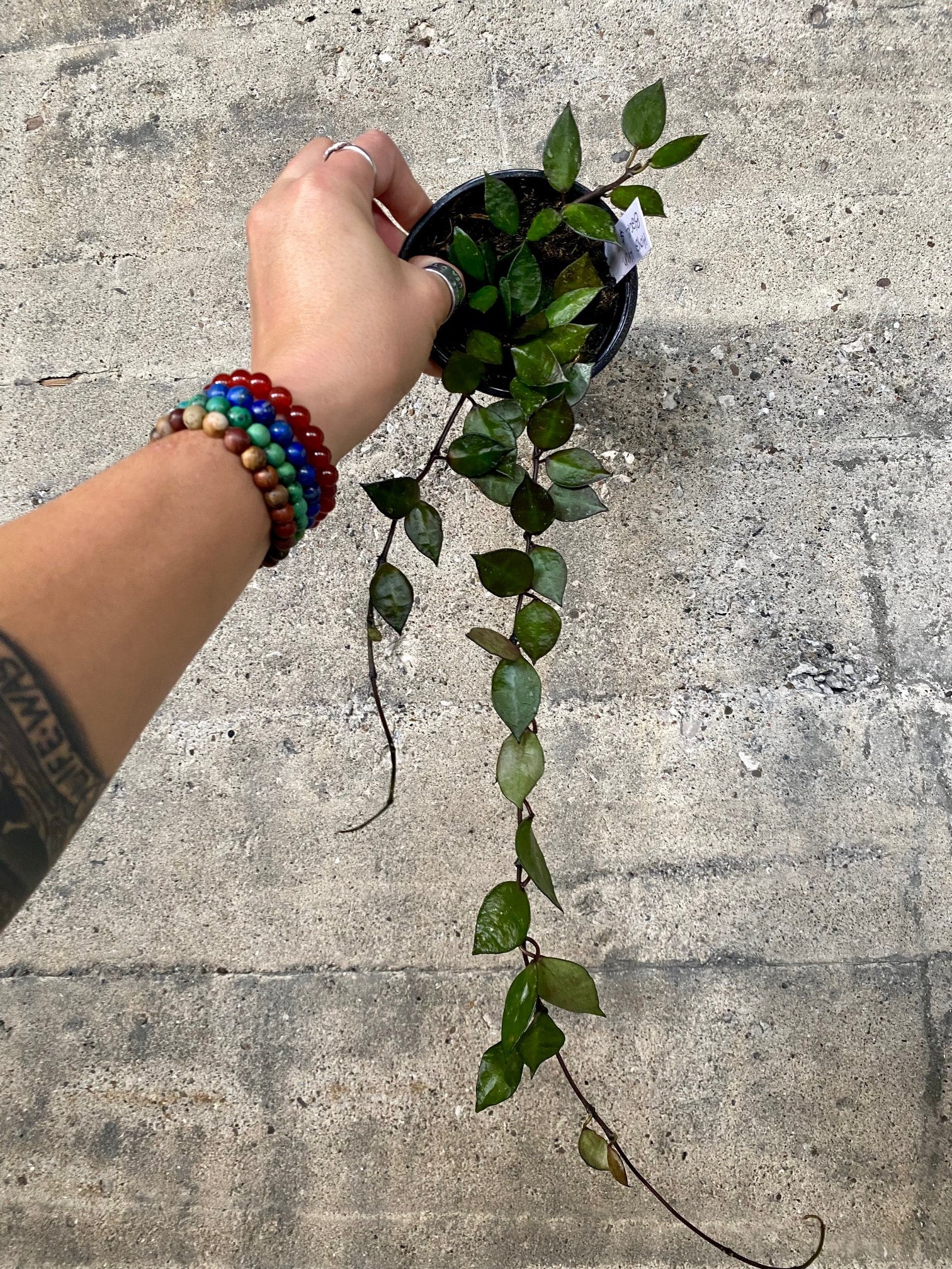 Hoya "Krohniana Black" | The Green Crow Plants