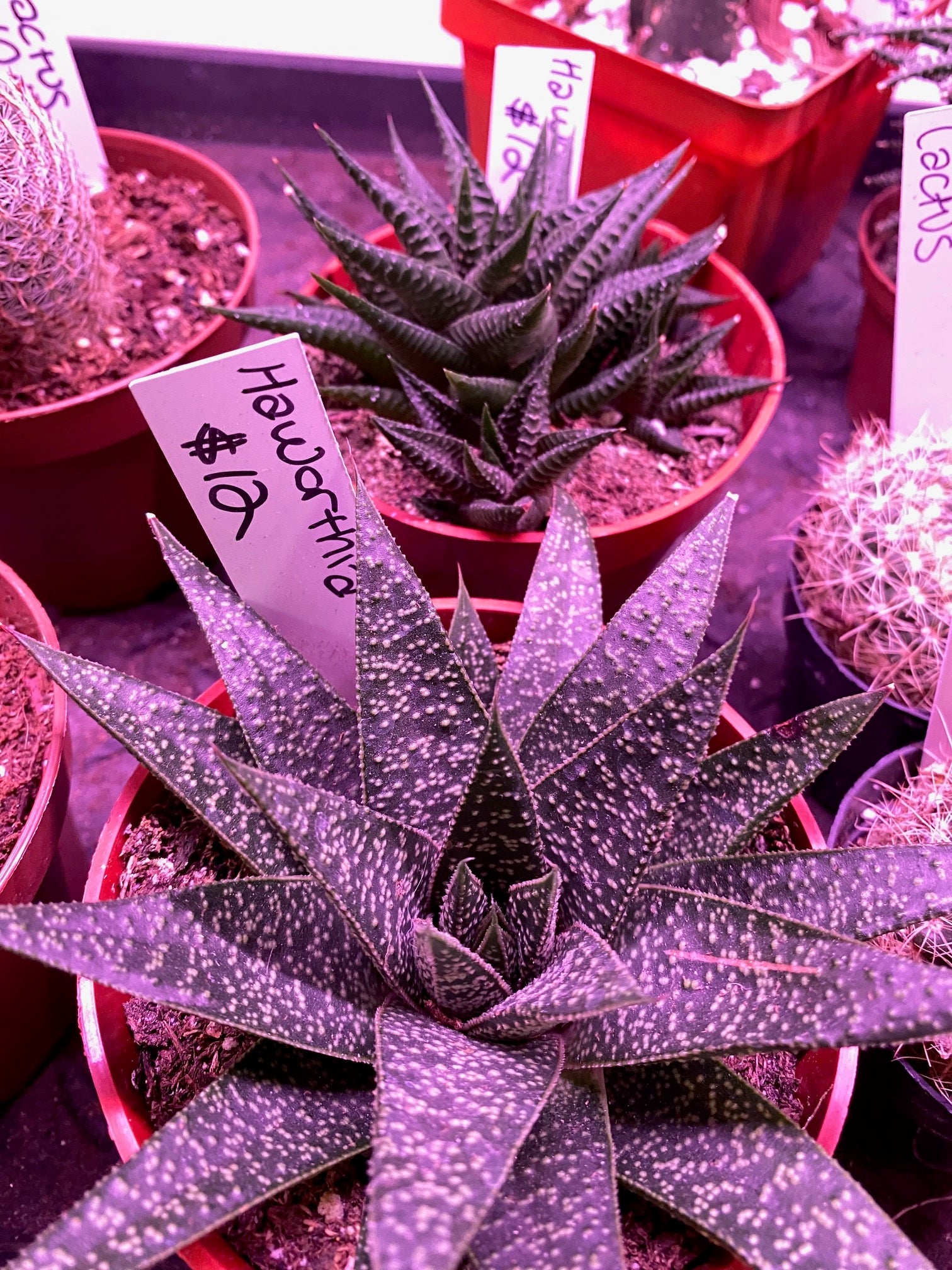 Haworthia | The Green Crow Plants