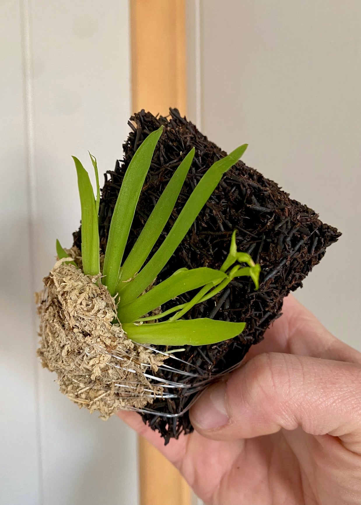 Miniature Orchid | The Green Crow Plants