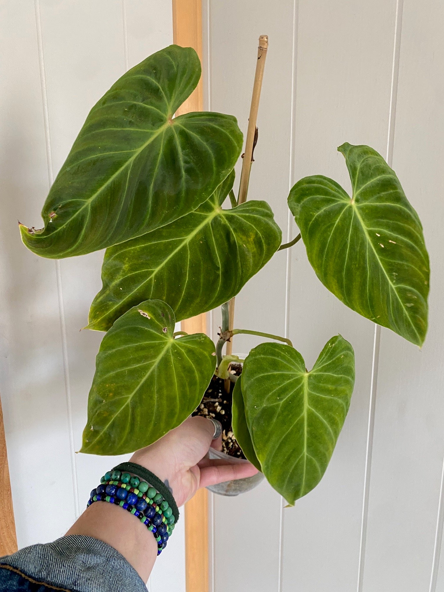 Philodendron "Splendid" | The Green Crow Plants