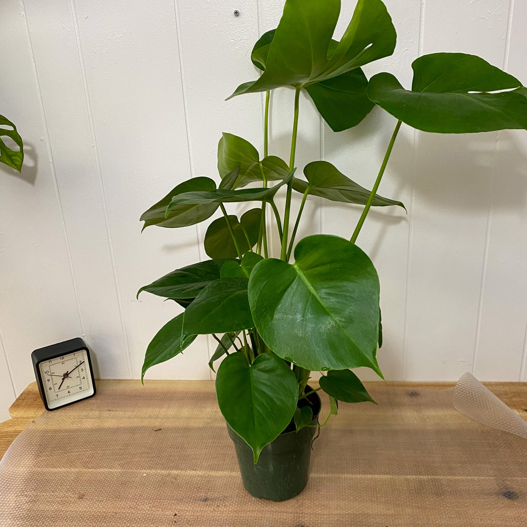 Monstera Deliciosa | The Green Crow Plants