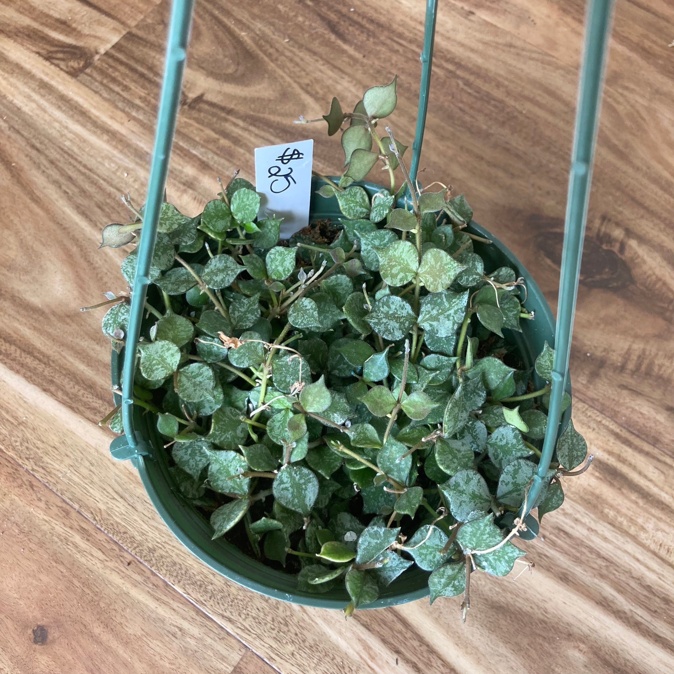 Hoya "Curtisii" | The Green Crow Plants