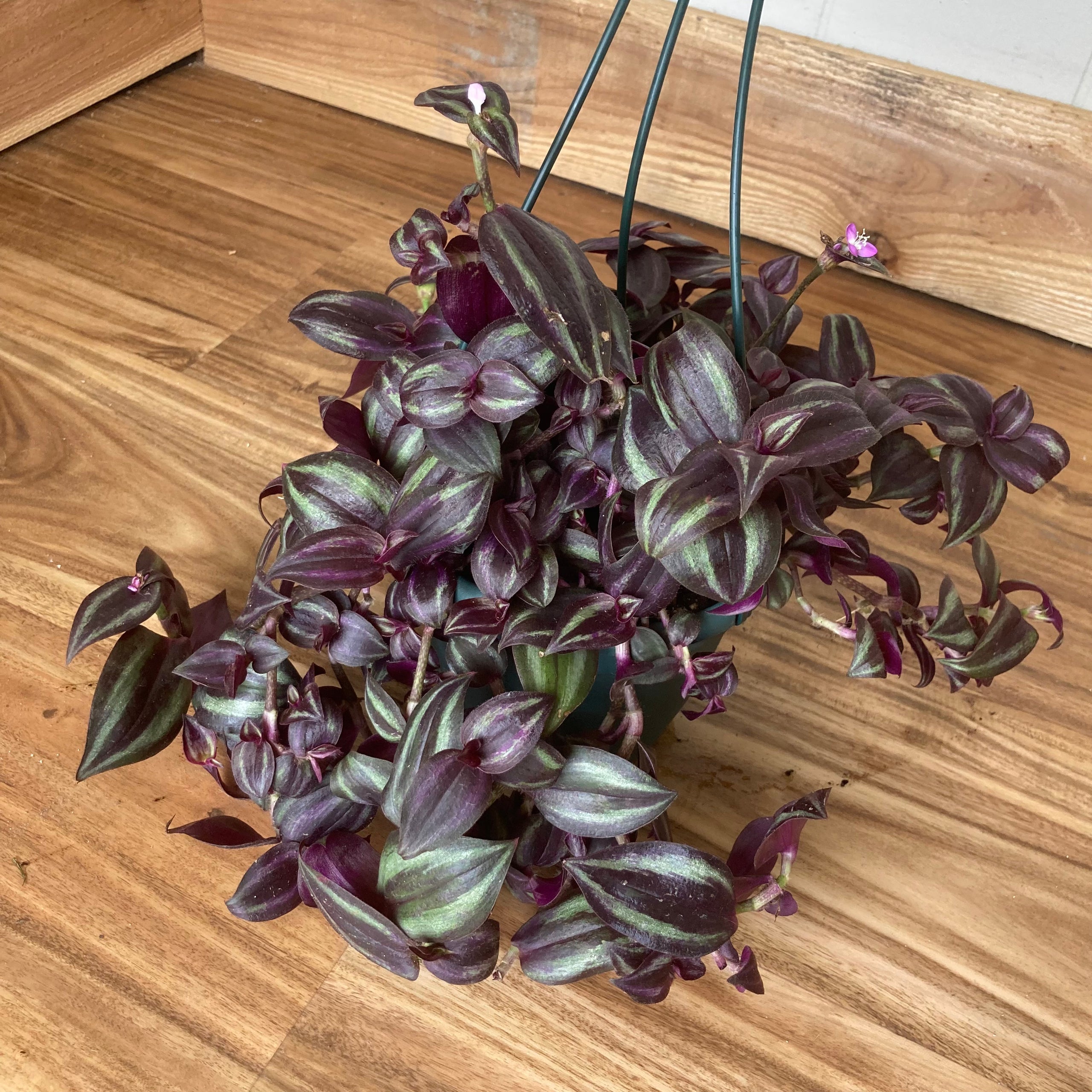 Wandering Dude | The Green Crow Plants