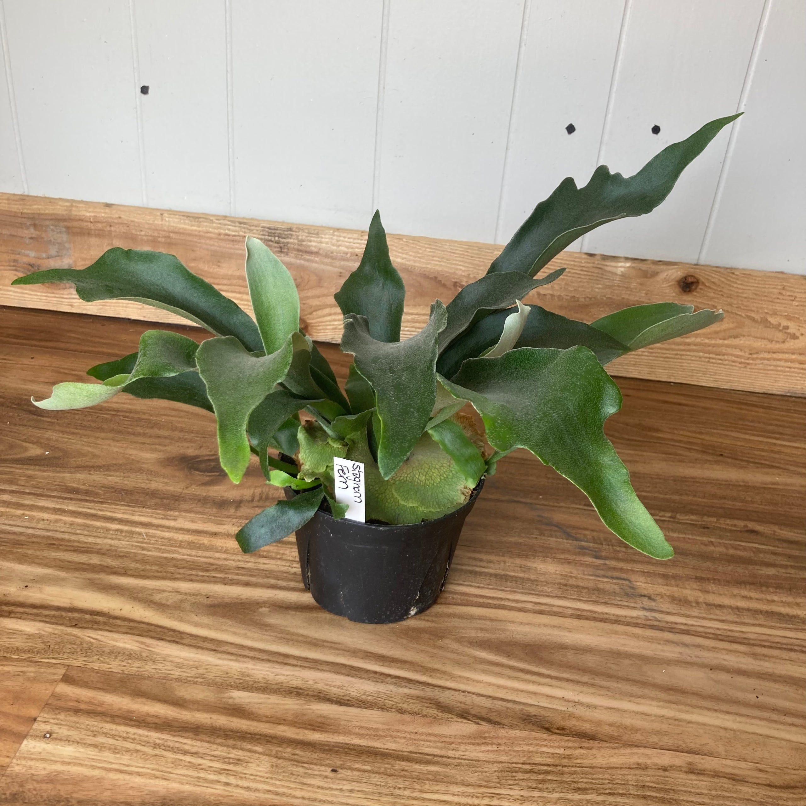 Staghorn Fern | The Green Crow Plants