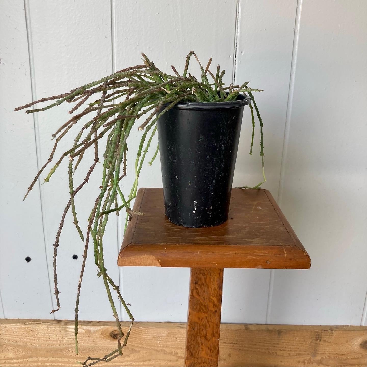 Bundle of Sticks | The Green Crow Plants