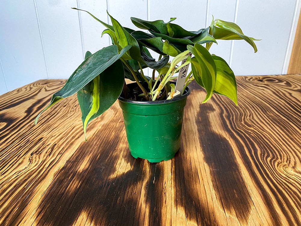 Philodendron Brazil | The Green Crow Plants
