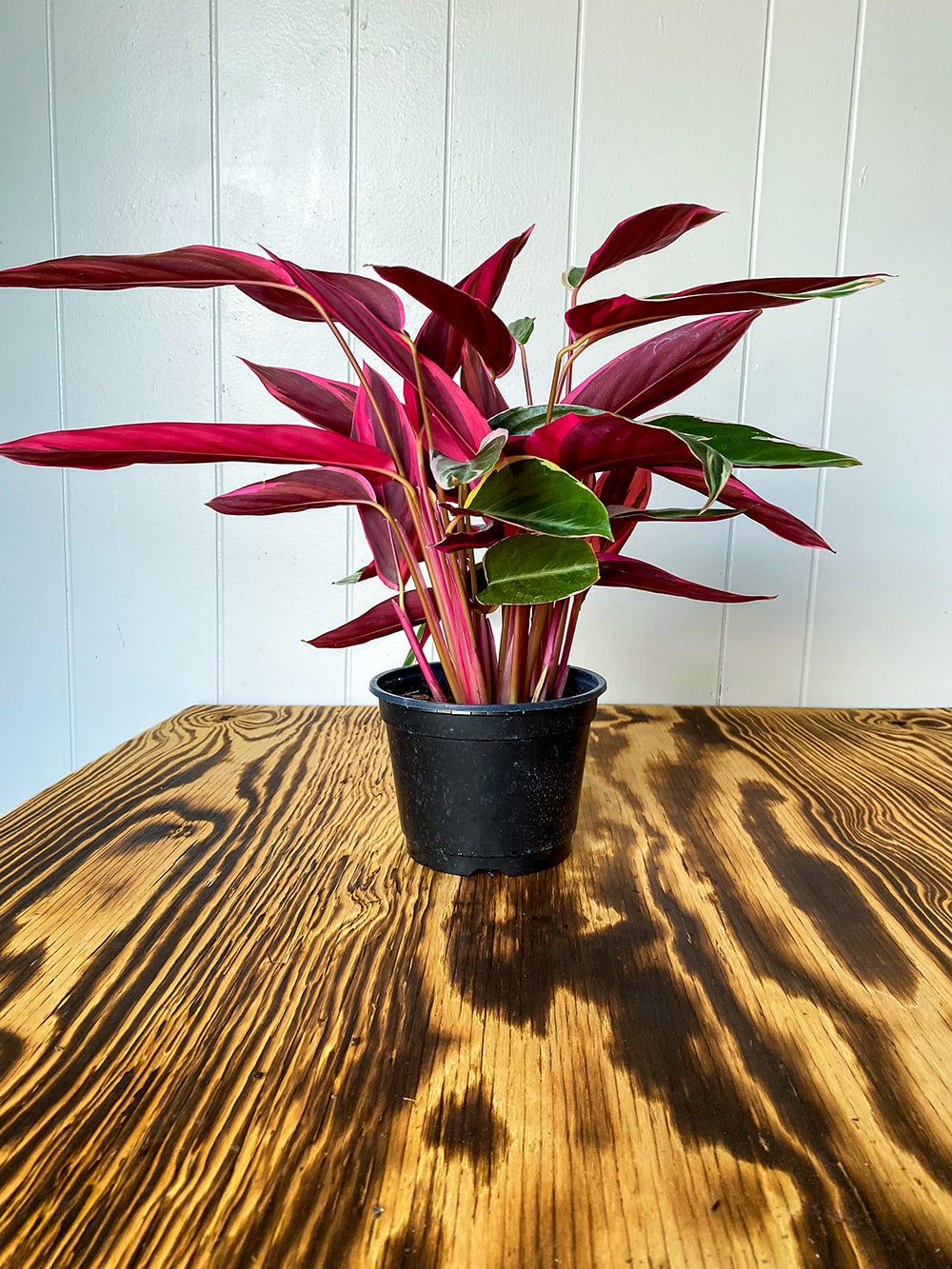 Stromanthe Trio Star | The Green Crow Plants
